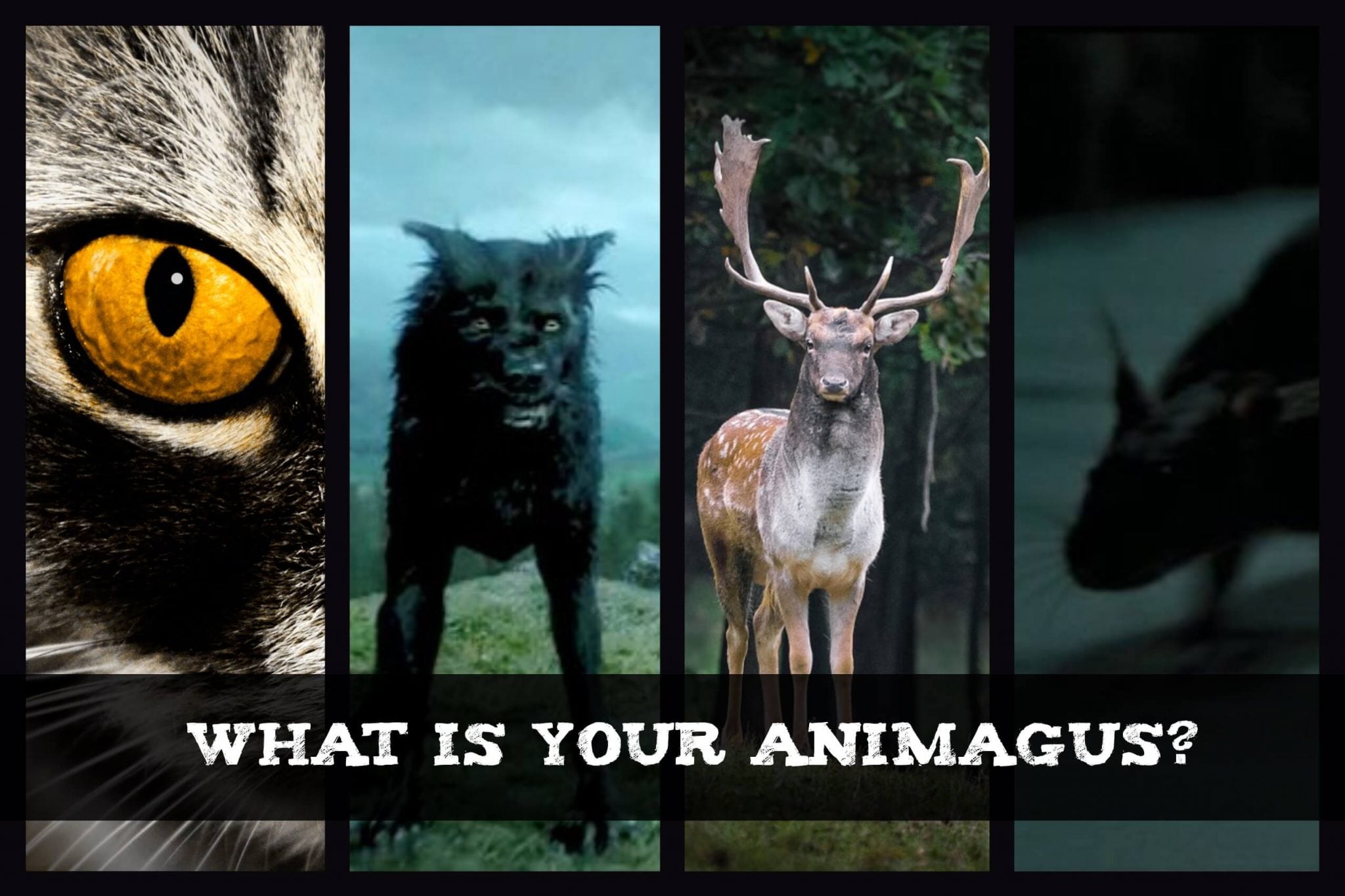 QUIZ: What Is My Animagus? - Quizondo