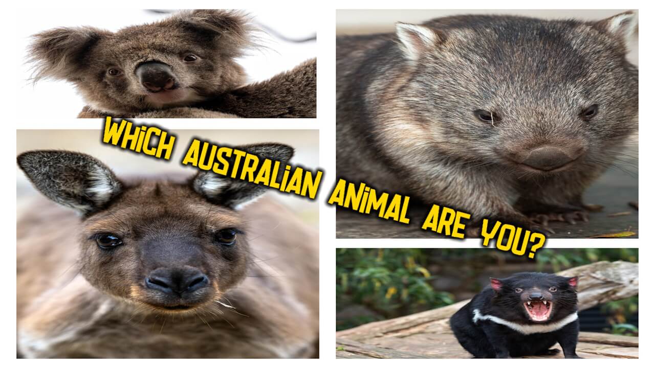 Which Australian Animal Are You? - Quizondo